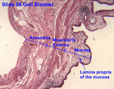 Liver Gall bladder Pancreas